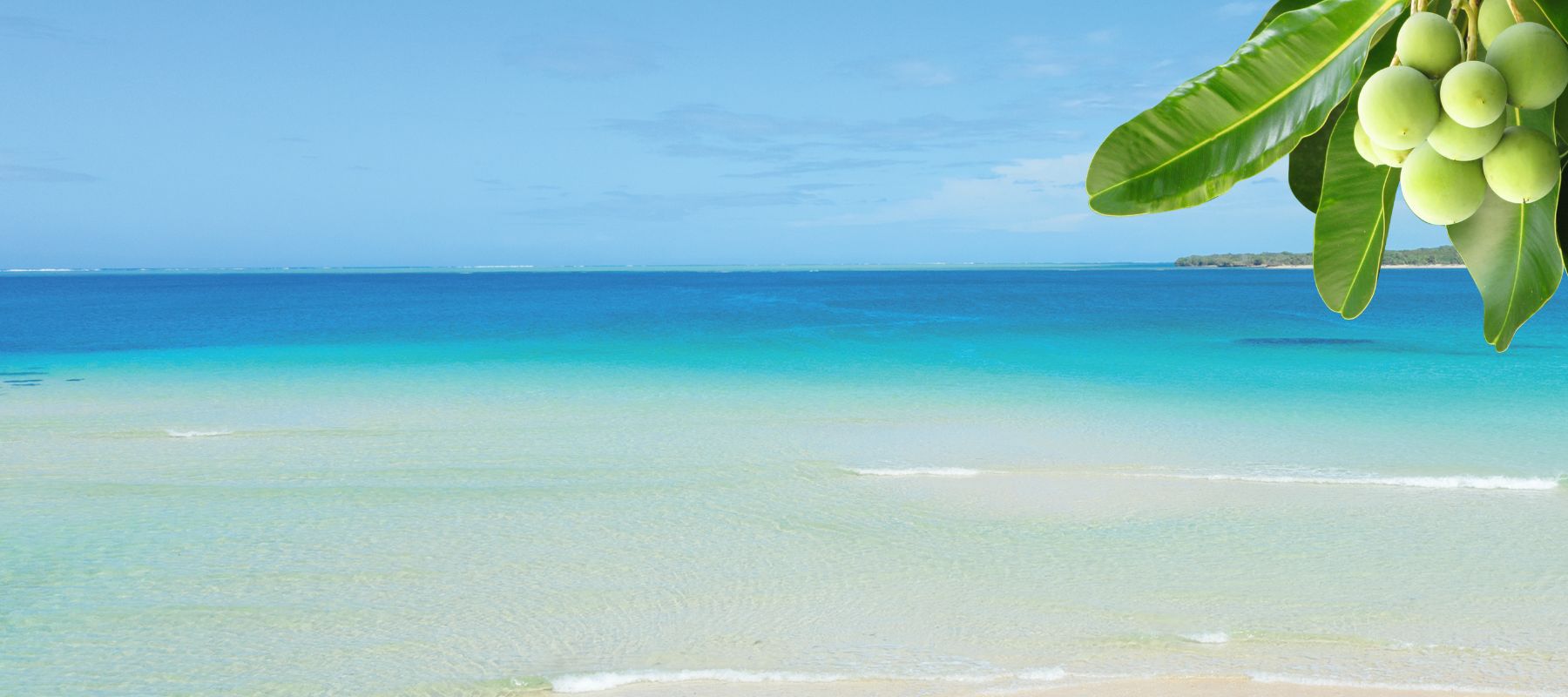 Dilo Rescue – Pure Fiji NZ Store